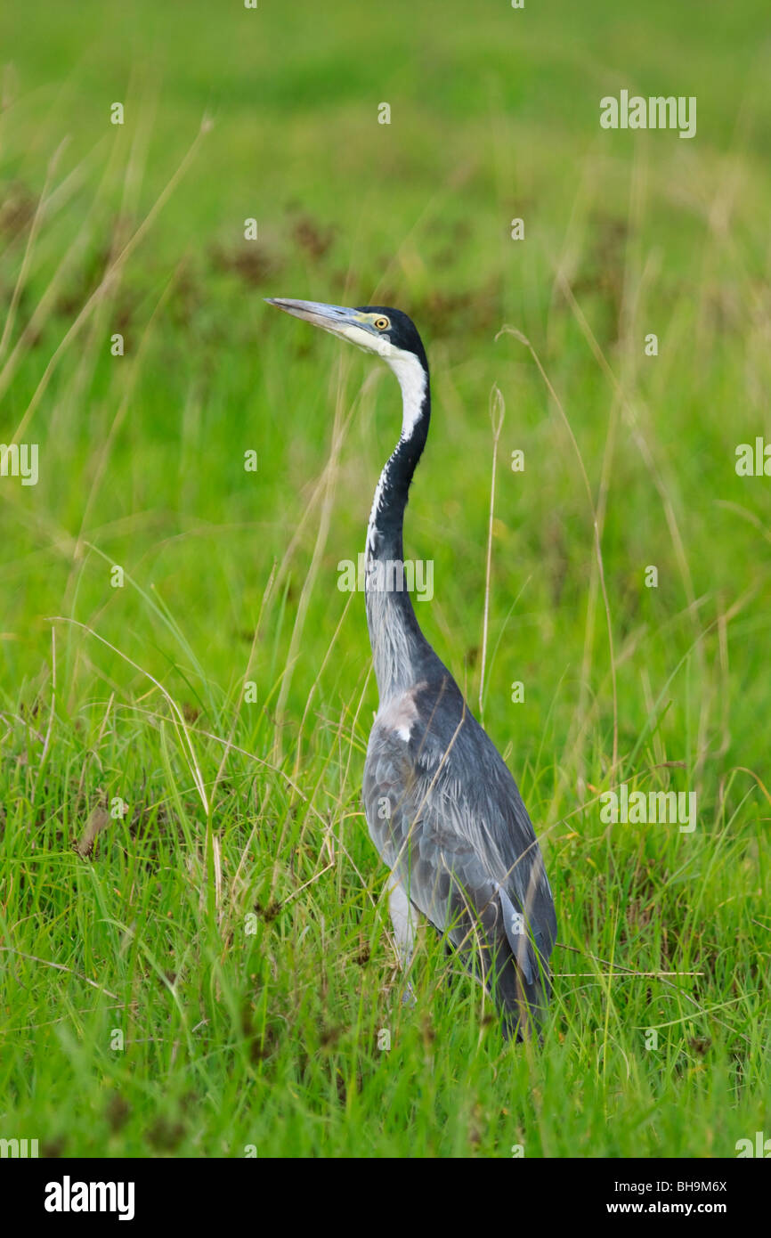 Black beak heron hi-res stock photography and images - Alamy