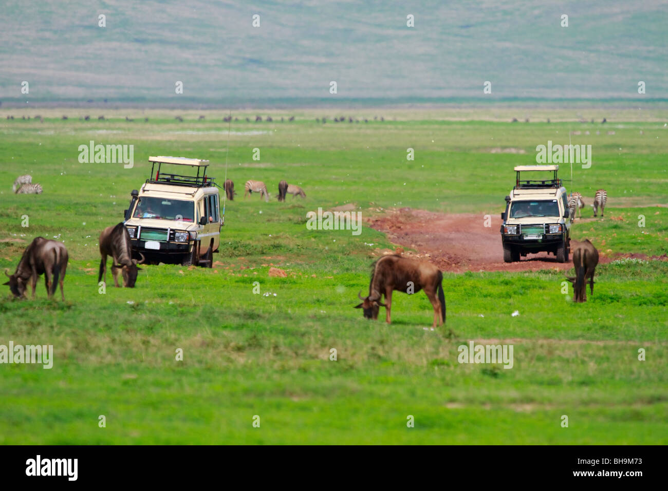 Game drive Stock Photo - Alamy