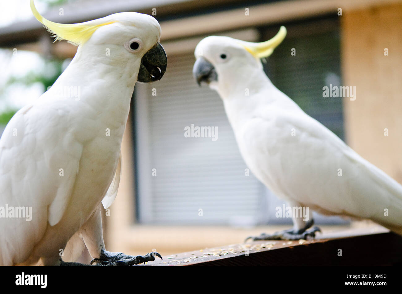 SYDNEY, Australia — Two cockatoos on a ledge in a backyard. Focus on ...