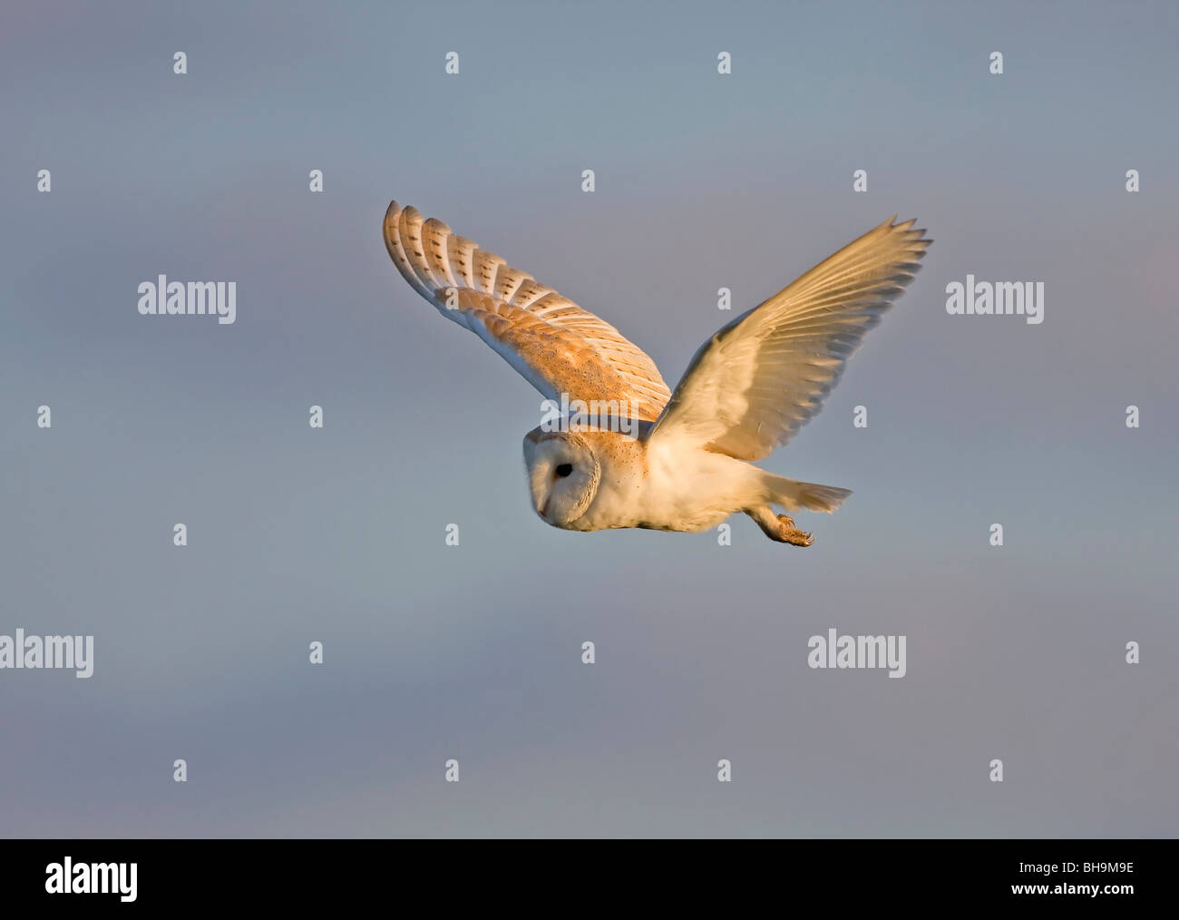 Barn Owl in flight Stock Photo - Alamy