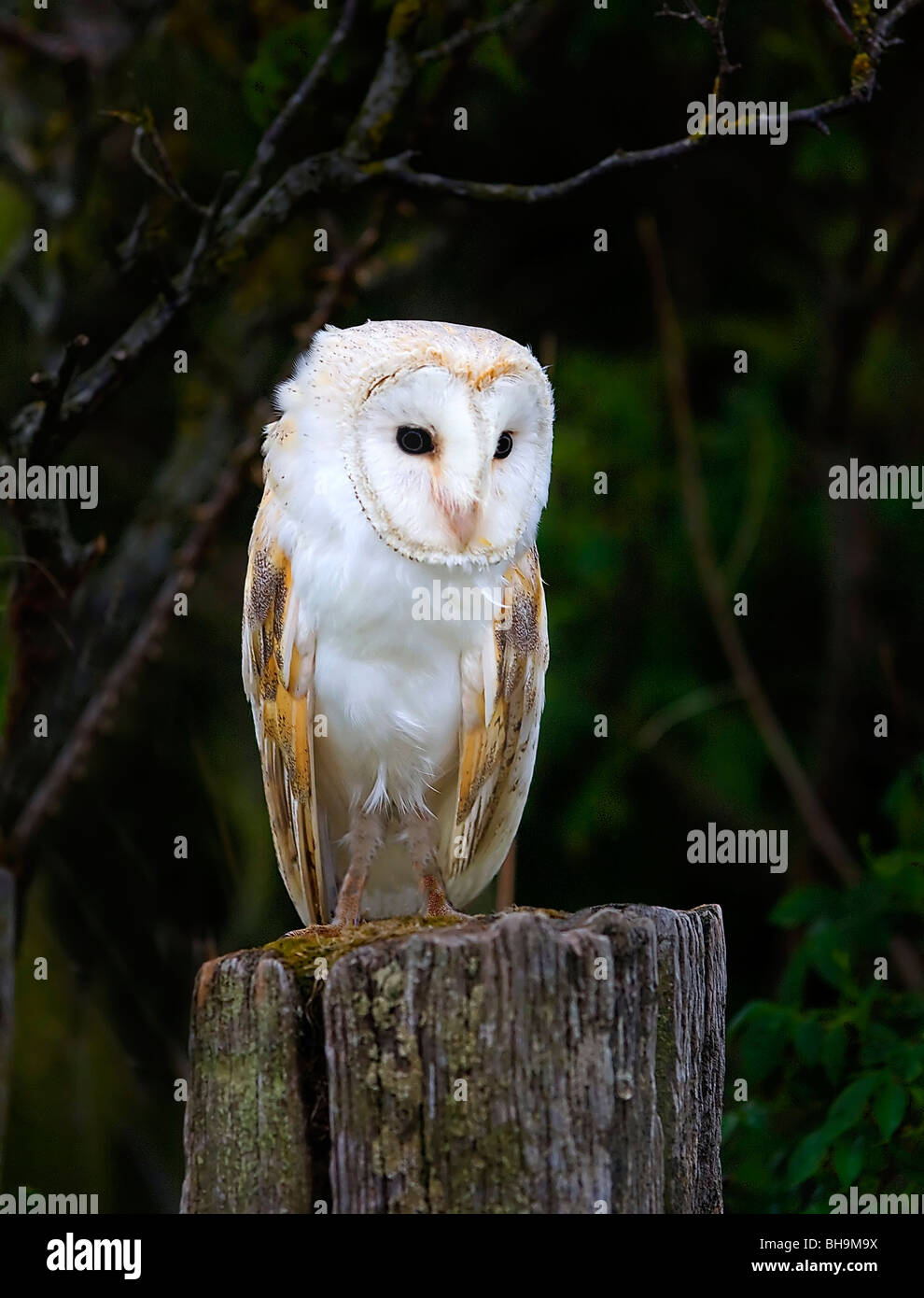 Ghost bird hi-res stock photography and images - Alamy