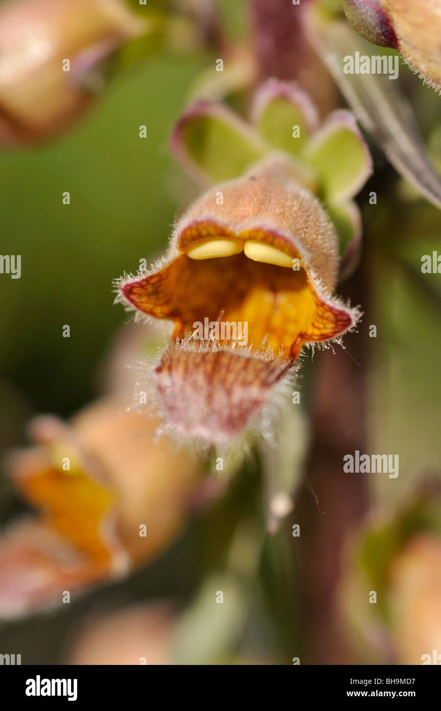 Rusty foxglove (Digitalis ferruginea Stock Photo - Alamy