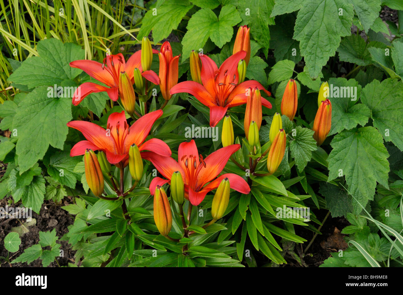 Flowering lilies hi-res stock photography and images - Alamy