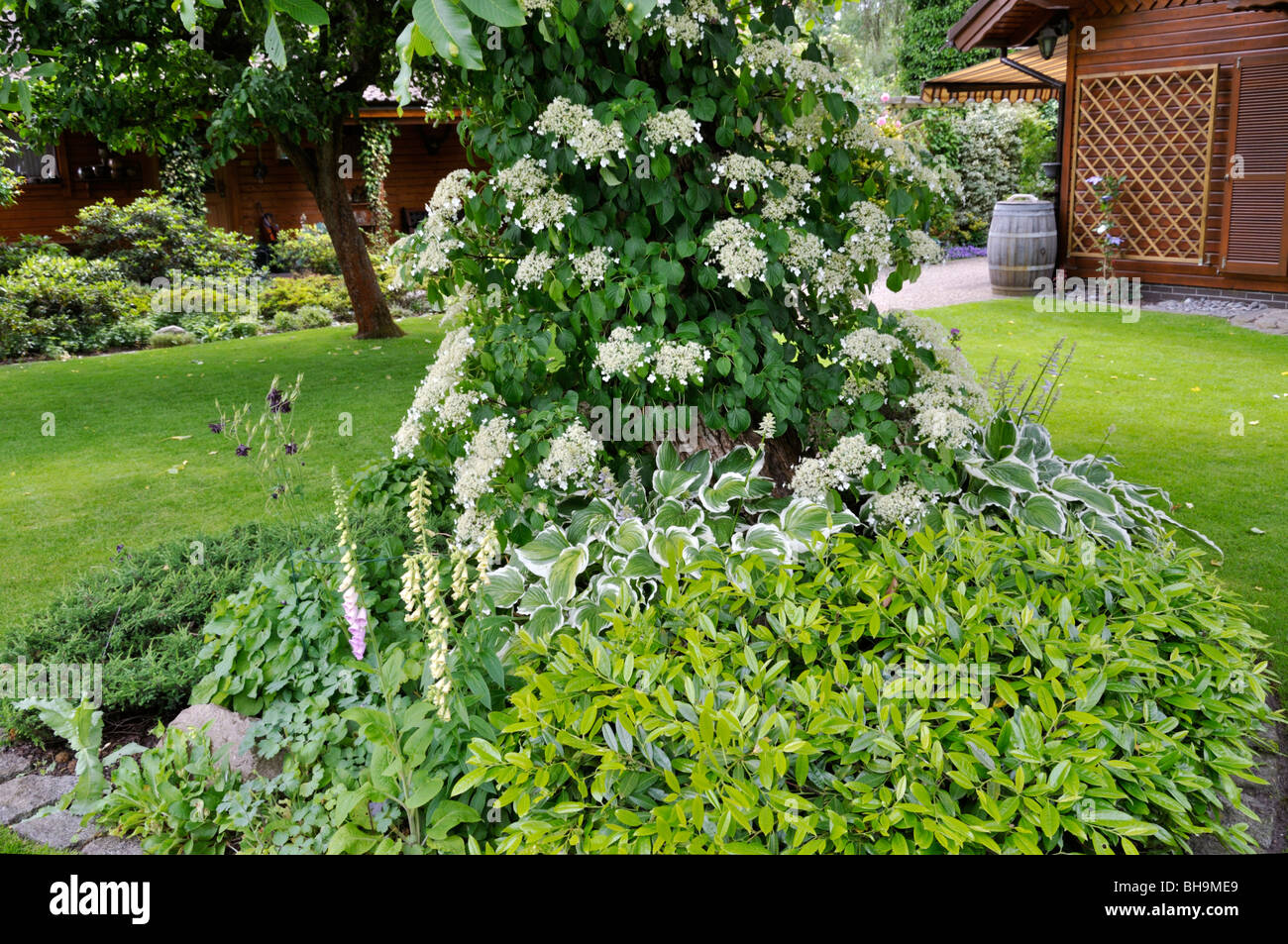 Hydrangea anomala subsp petiolaris hi-res stock photography and images ...