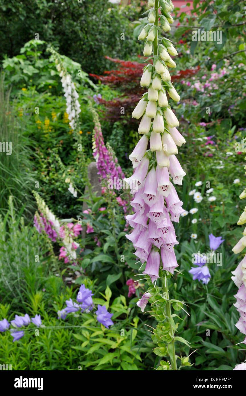 Common foxglove (Digitalis purpurea Stock Photo - Alamy