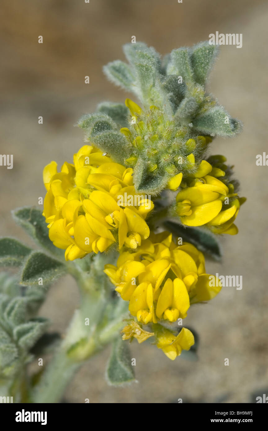Sea alfalfa or sea medick (Medicago marina) flowering in sand dunes ...