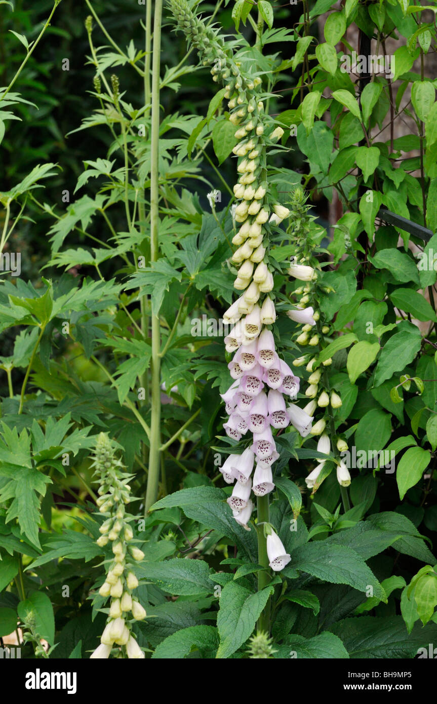 Medicinal plant common foxglove hi-res stock photography and images - Alamy