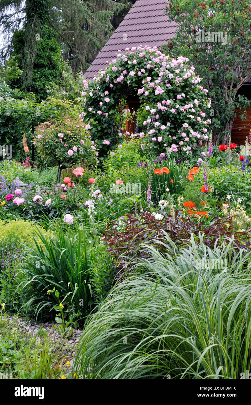 English rose (Rosa Constance Spry). Design: Marianne and Detlef Lüdke ...