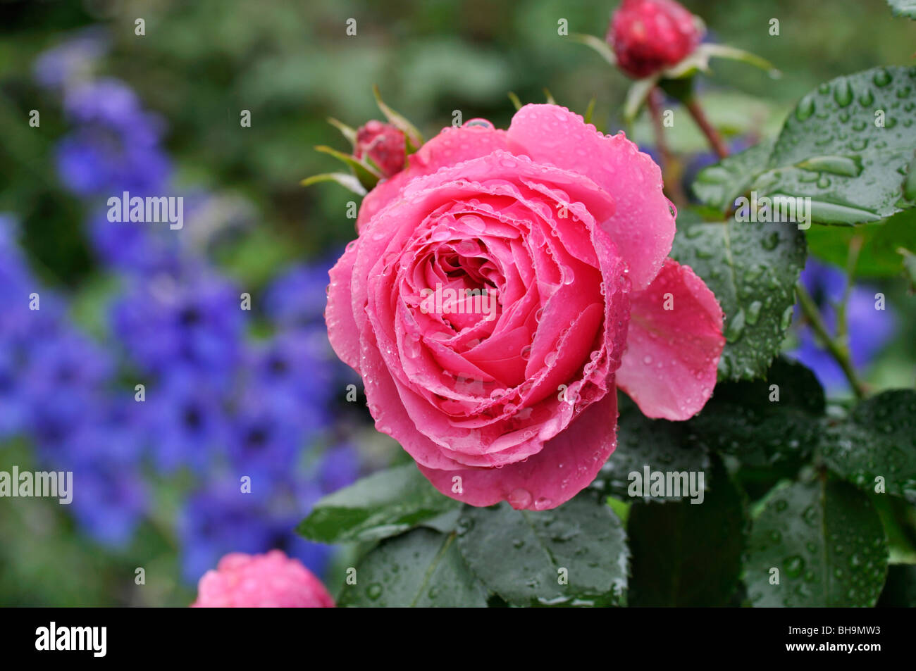 Floribunda rose (Rosa Leonardo da Vinci Stock Photo - Alamy
