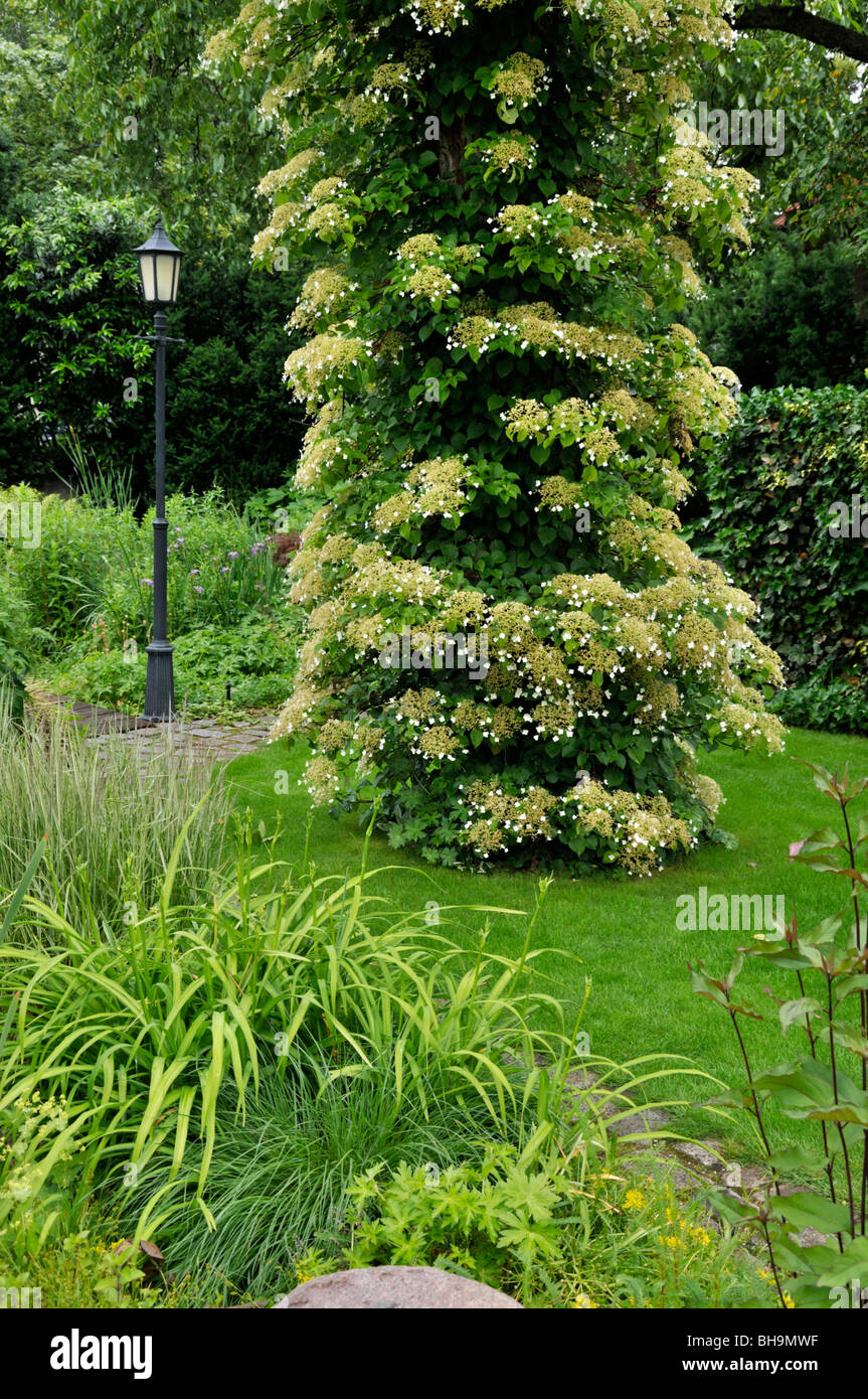 Hydrangea anomala subsp petiolaris hi-res stock photography and images ...