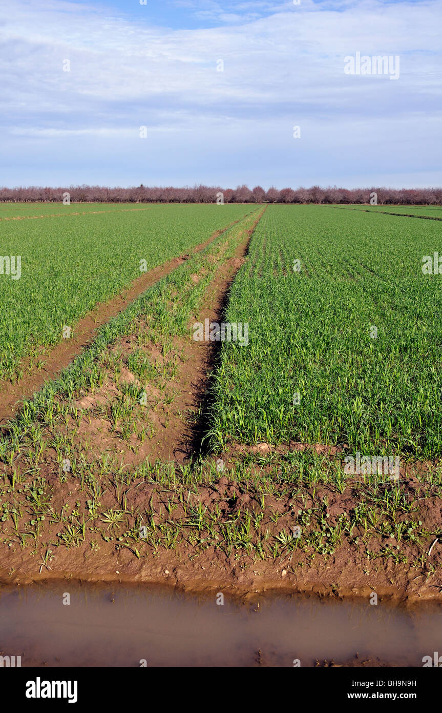 Field of oats Stock Photo - Alamy