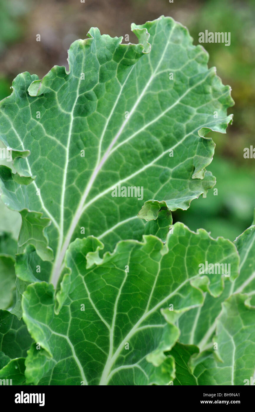 Brassica oleracea acephala hi-res stock photography and images - Alamy