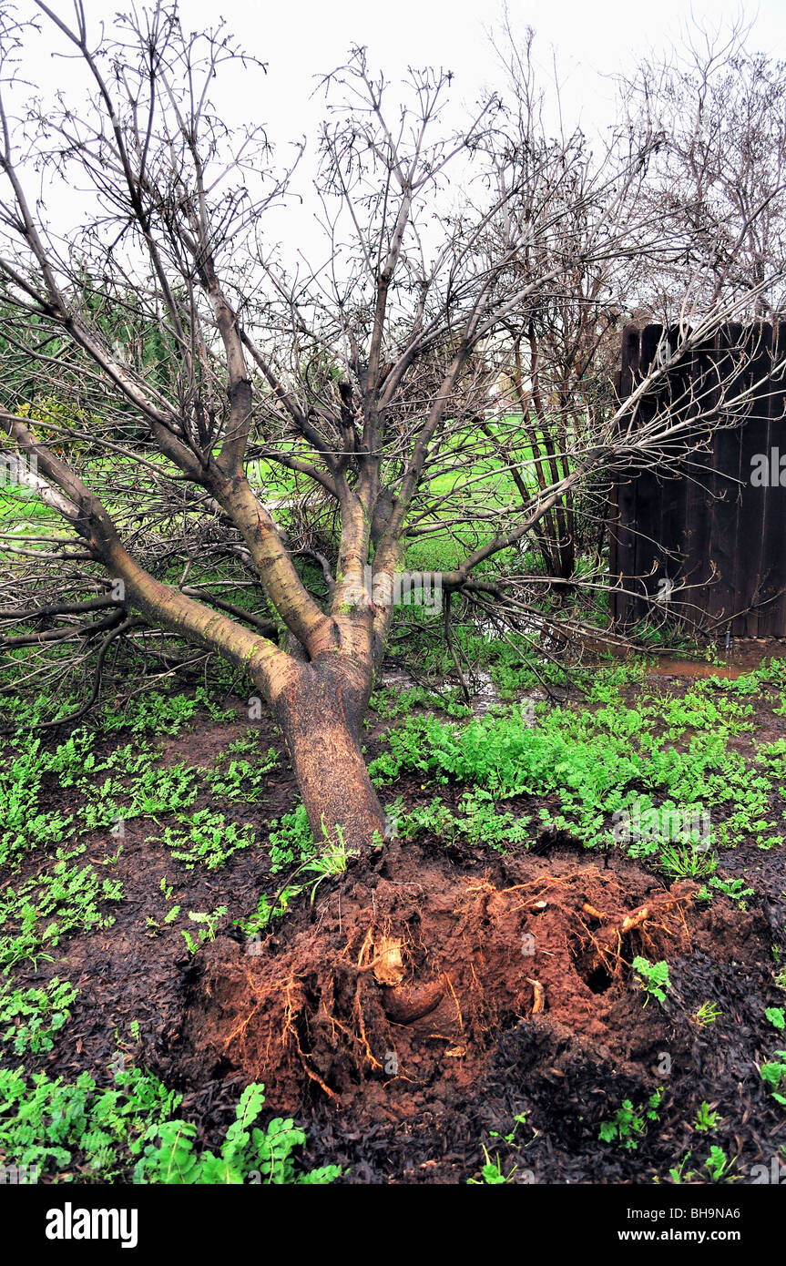 Tree Roots Damage Stock Photos & Tree Roots Damage Stock Images - Alamy