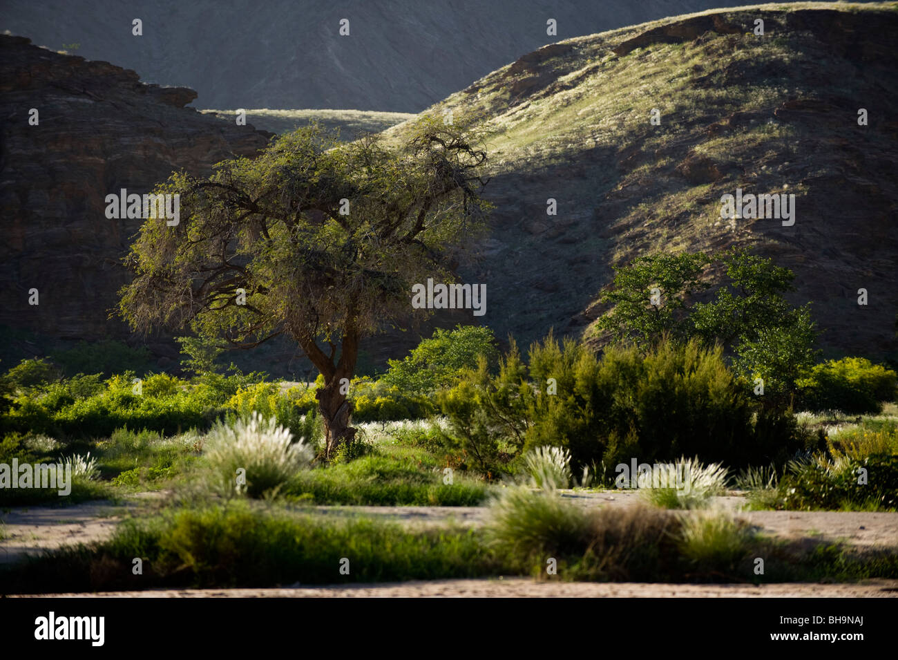 The hoanib river valley in the dry season. Kaokoland, Namibia Stock ...