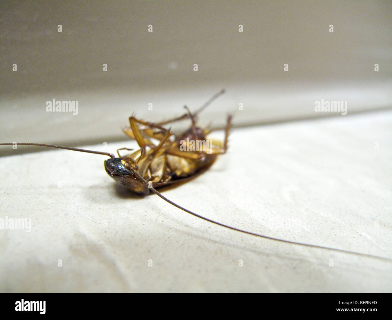 Cockroach pest hi-res stock photography and images - Alamy