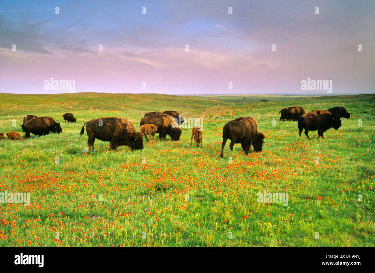 Bison herd and prairie wildflowers at Big Basin Prairie Preserve, near ...