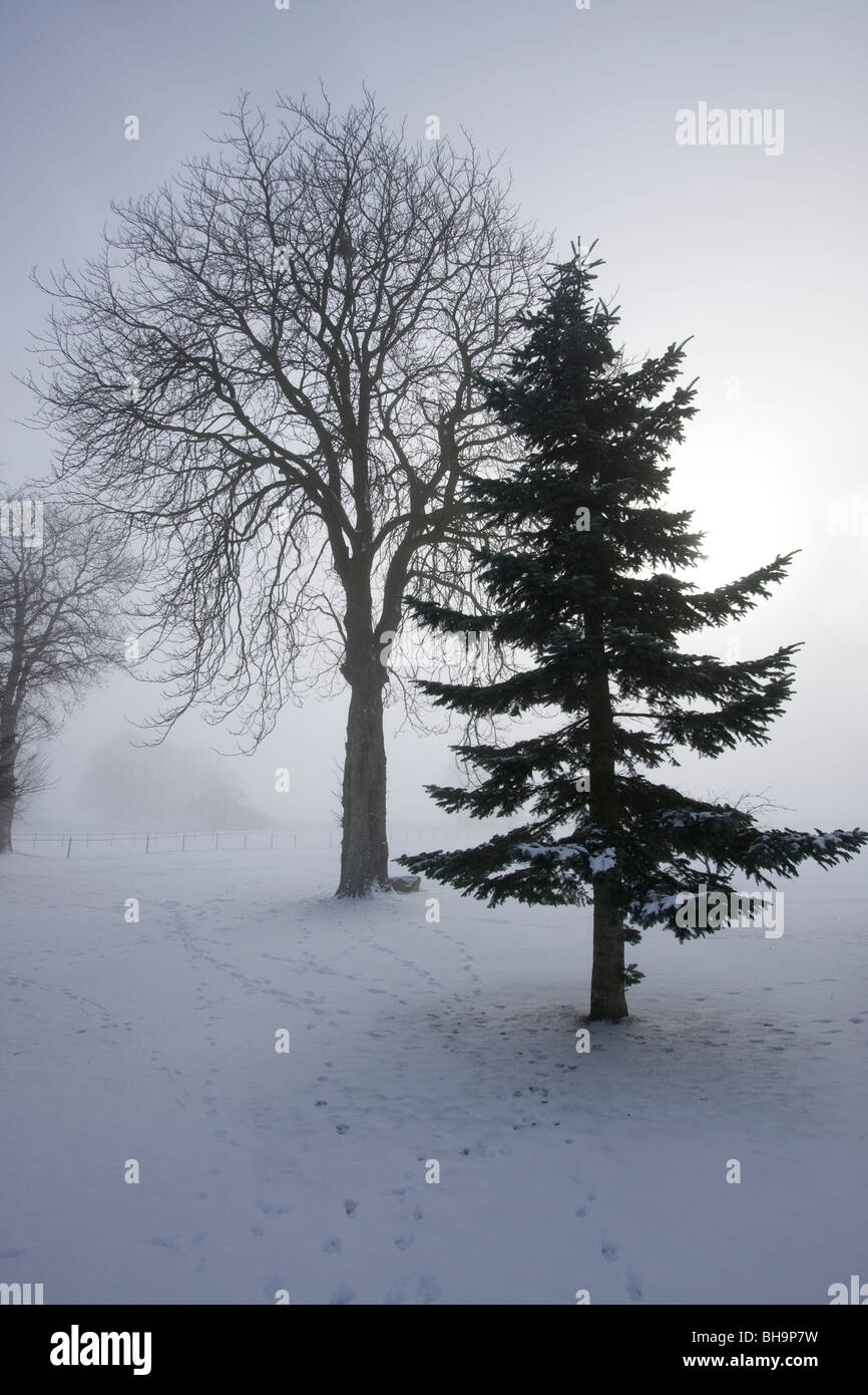 Misty and cold morning in Denmark Stock Photo - Alamy