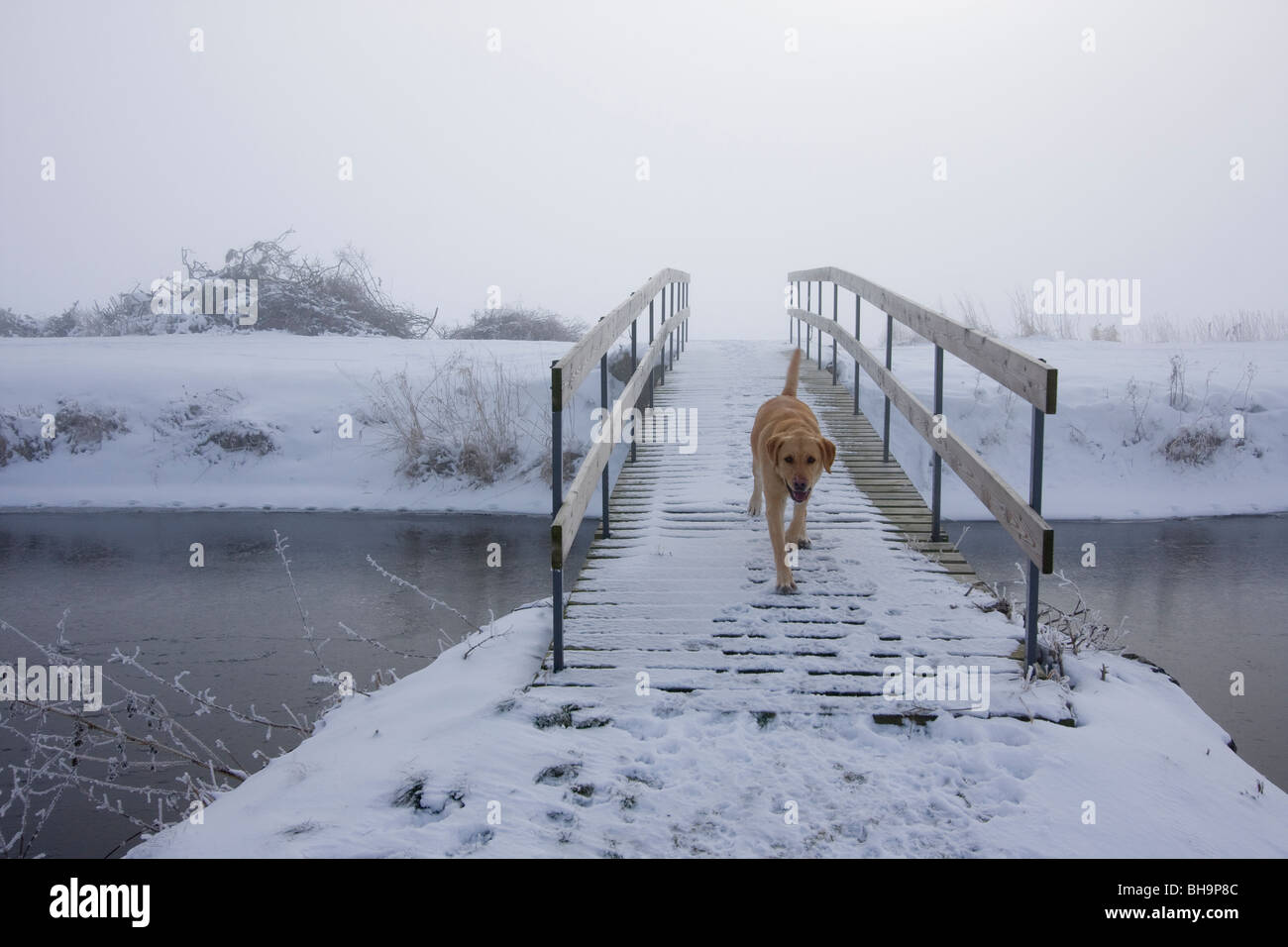 Dog crossing bridge over canal Stock Photo - Alamy