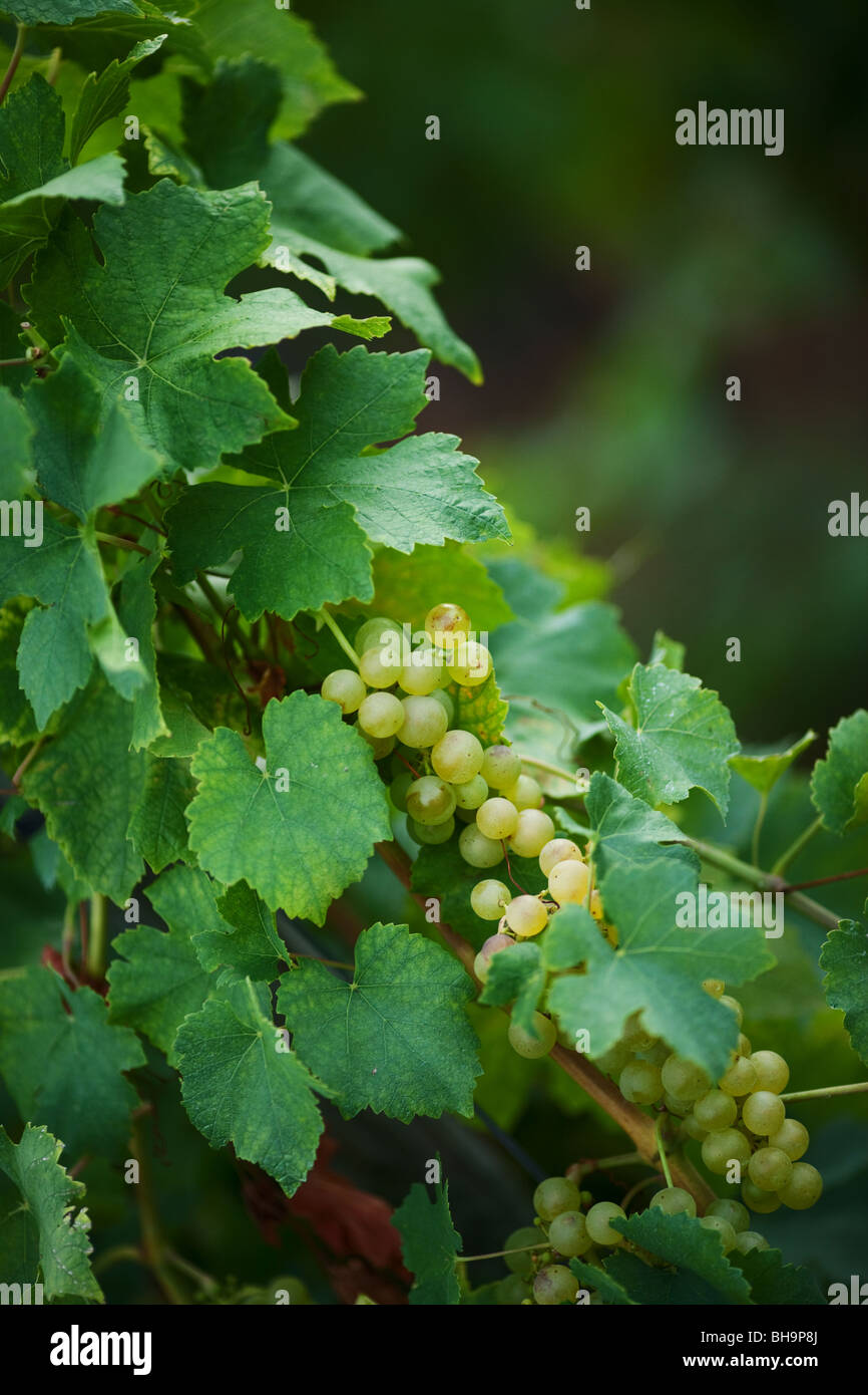 Lake geneva lavaux site unesco hi-res stock photography and images - Alamy