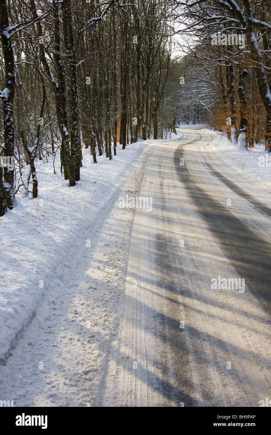 Road through a forest Stock Photo - Alamy