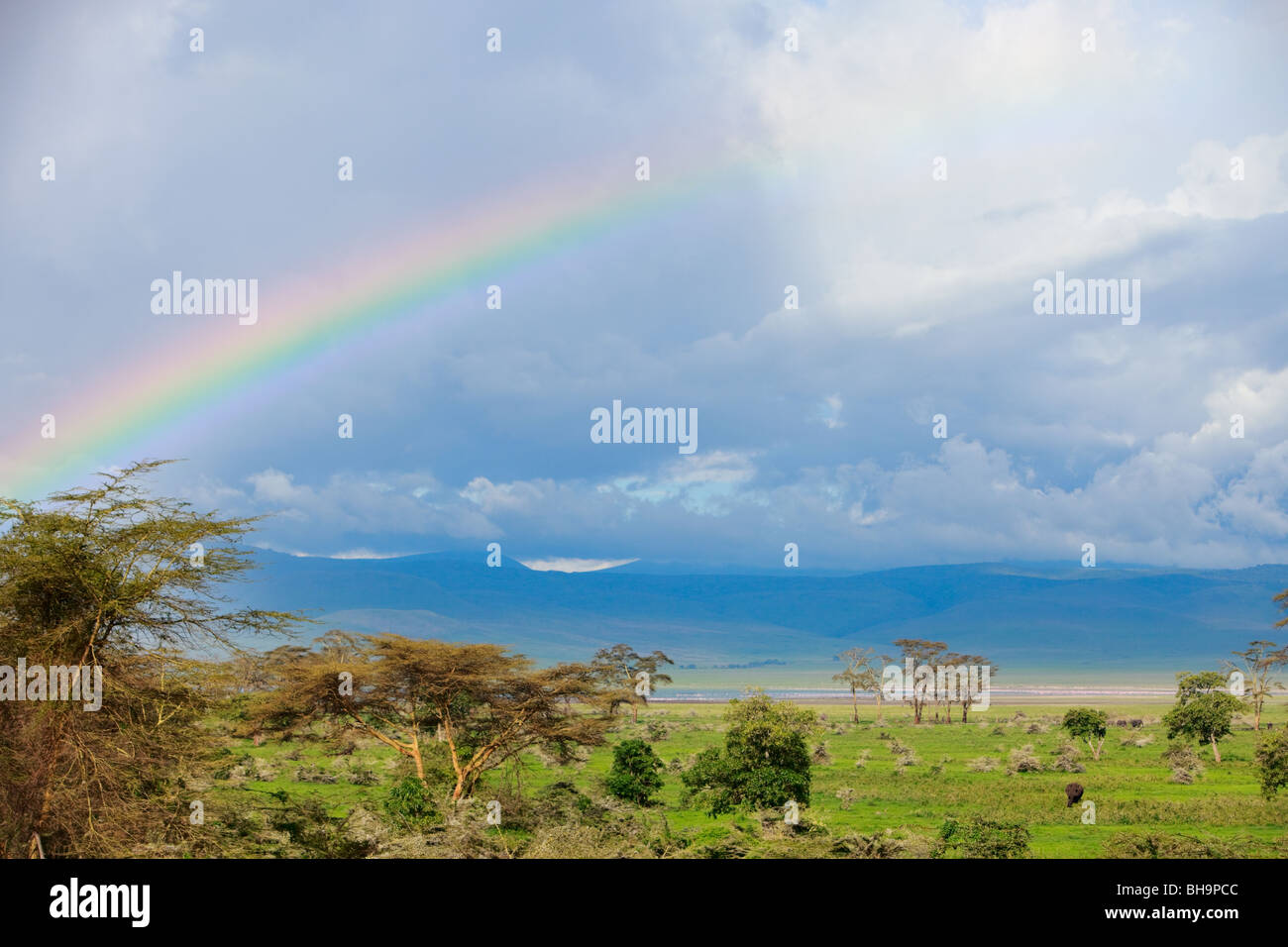 Elephant rainbow hi-res stock photography and images - Alamy