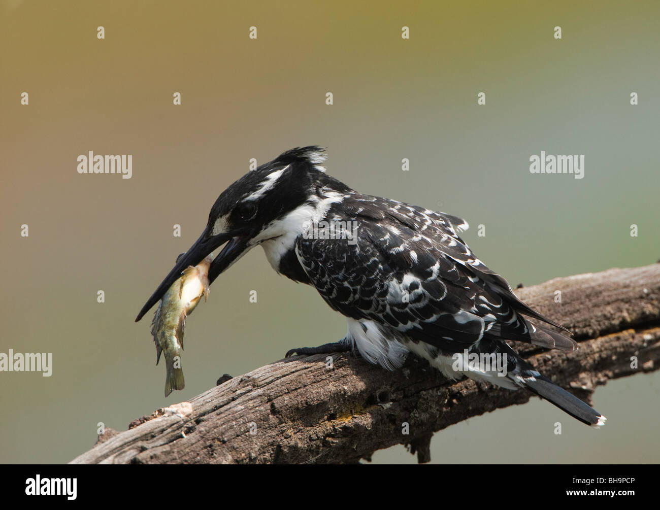 kingfisher eating fish Stock Photo - Alamy
