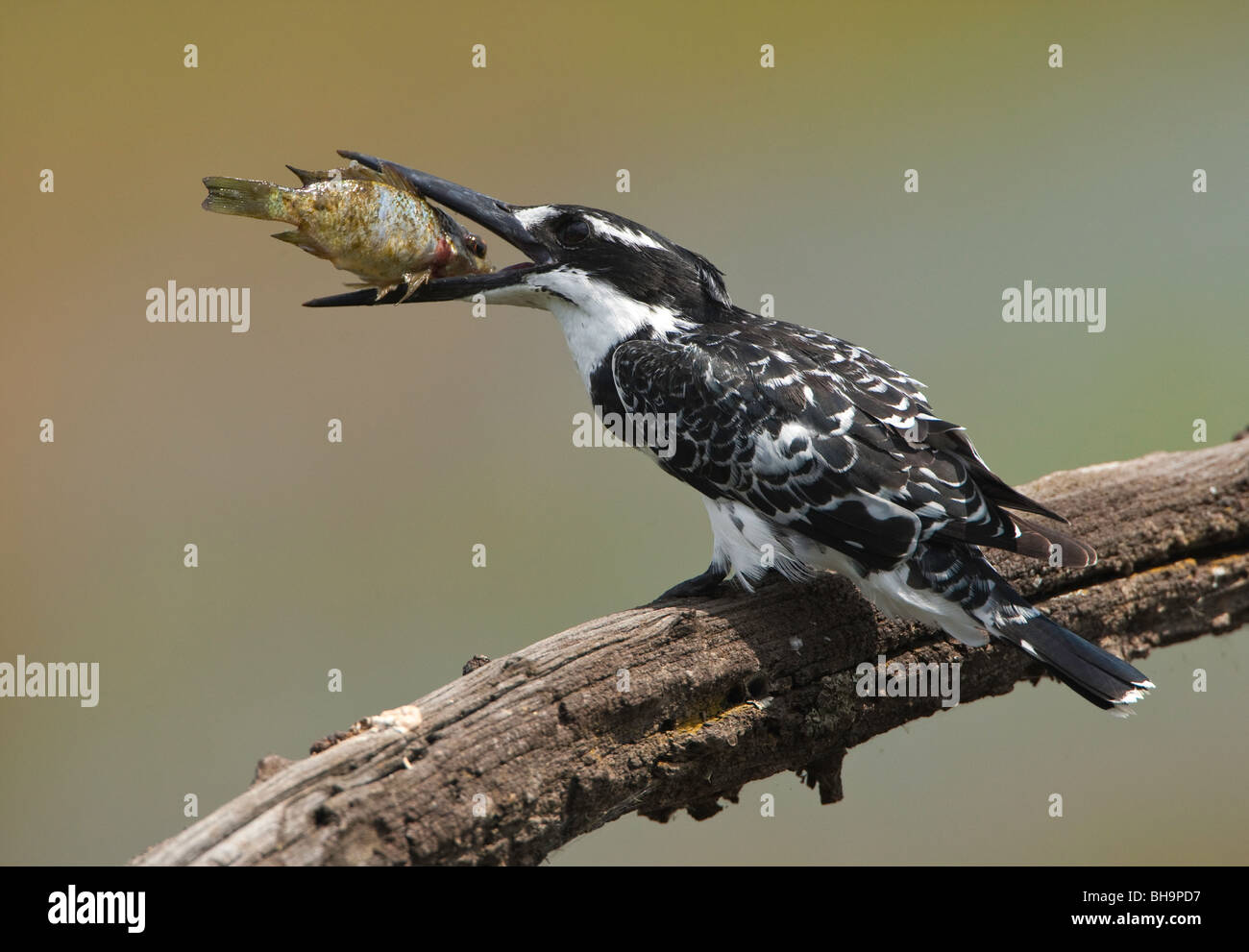 kingfisher eating fish Stock Photo - Alamy