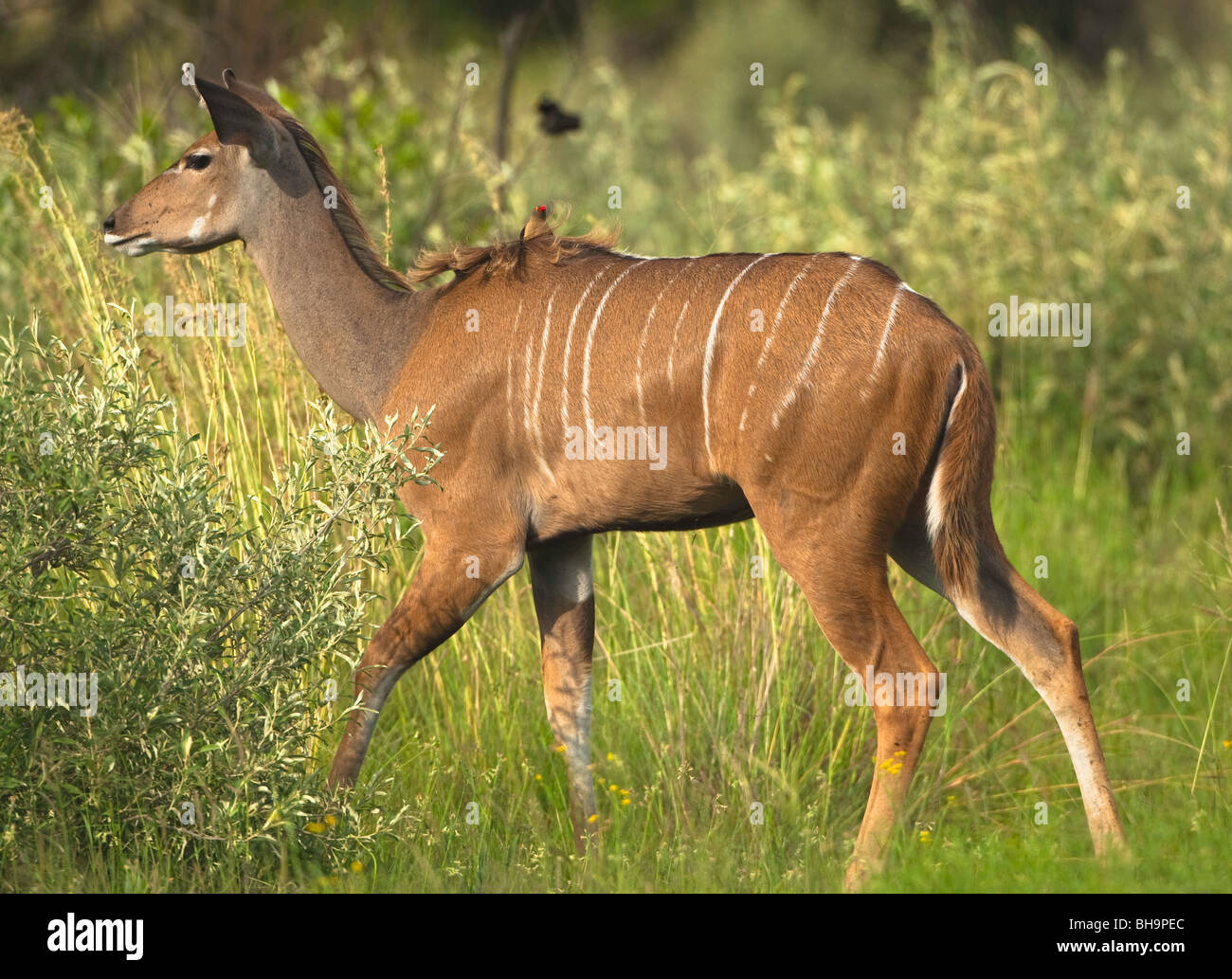 Female oxpecker hi-res stock photography and images - Alamy