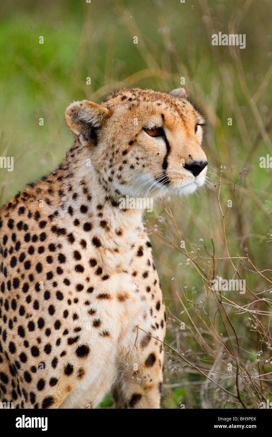 Cheetah cat hi-res stock photography and images - Alamy