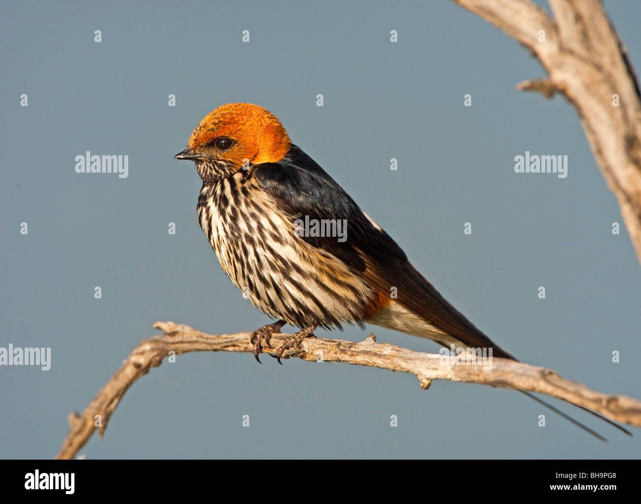 lesser striped swallow Stock Photo - Alamy