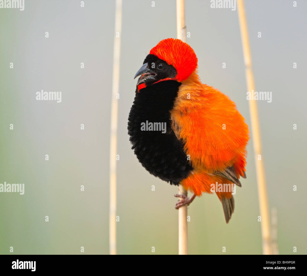 Red bishop hi-res stock photography and images - Alamy
