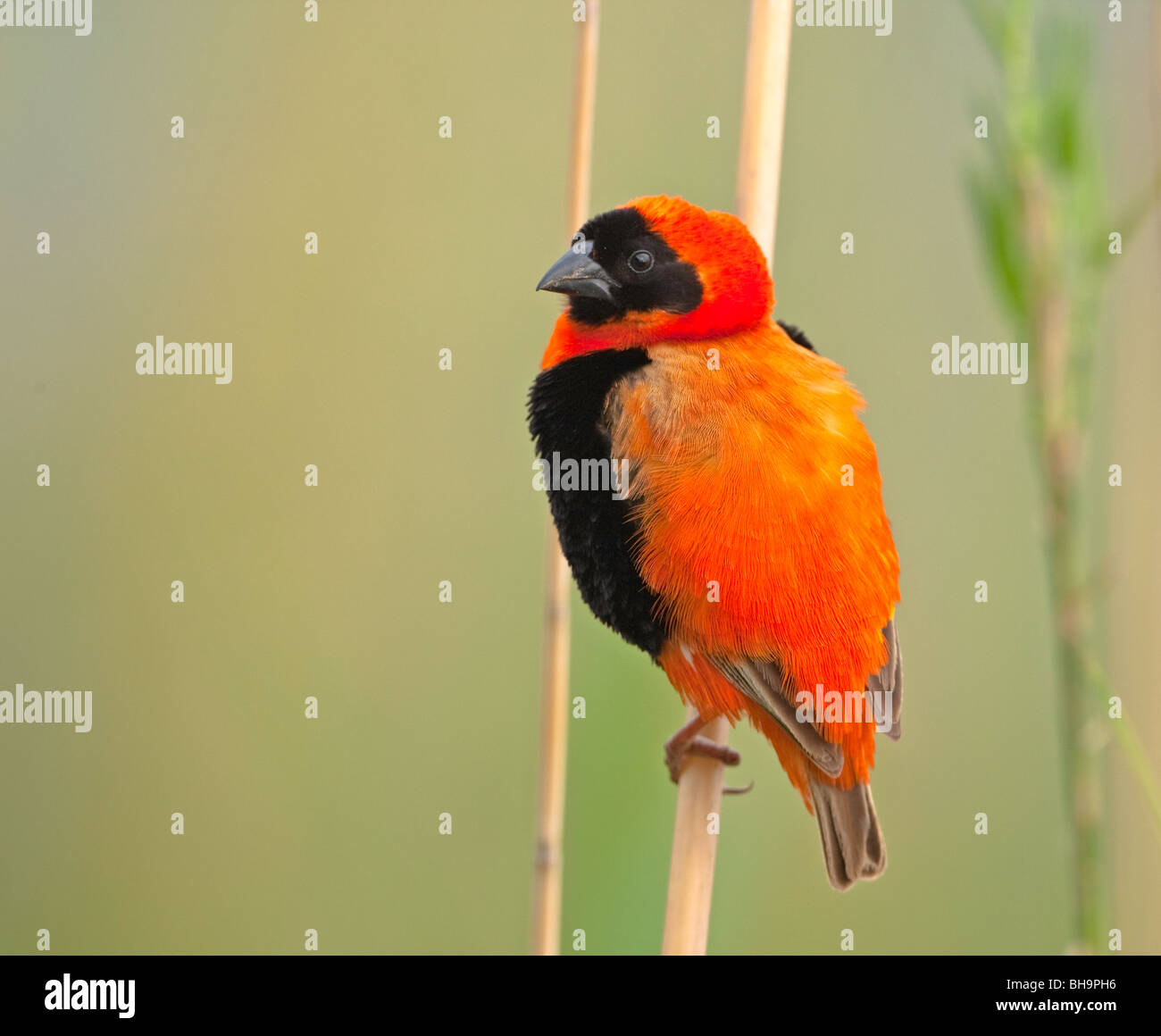 Red bishop wildlife hi-res stock photography and images - Alamy