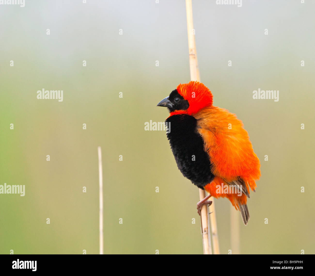 Red bishop hi-res stock photography and images - Alamy