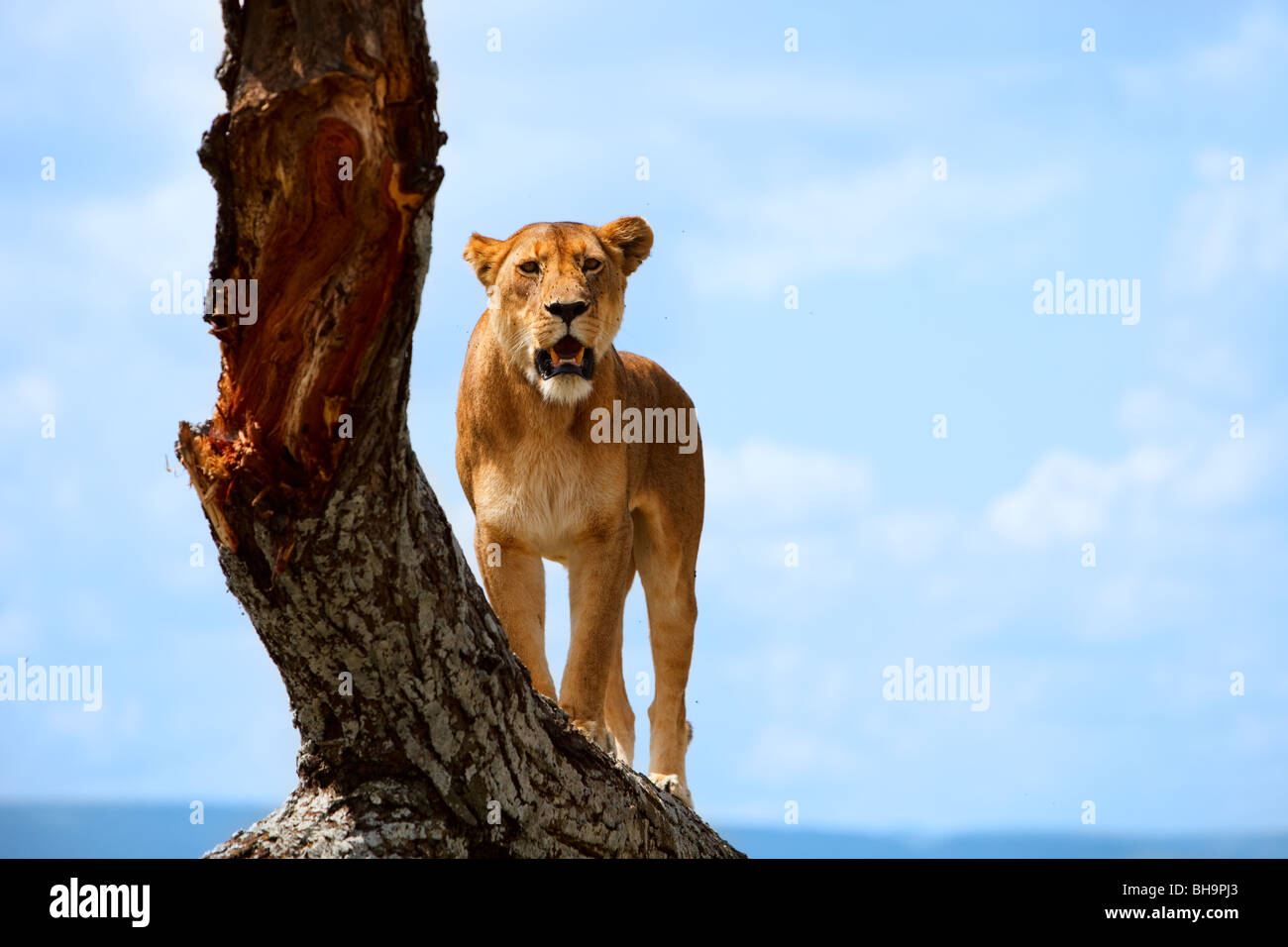 Serengeti lion hi-res stock photography and images - Alamy