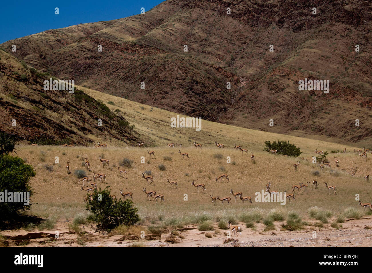 Springbok desert hi-res stock photography and images - Alamy