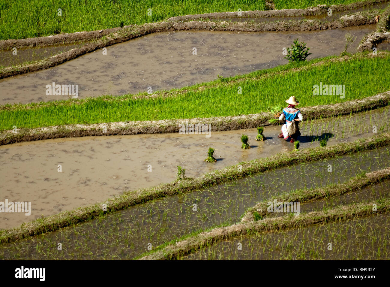 Indigenous paddy hi-res stock photography and images - Alamy