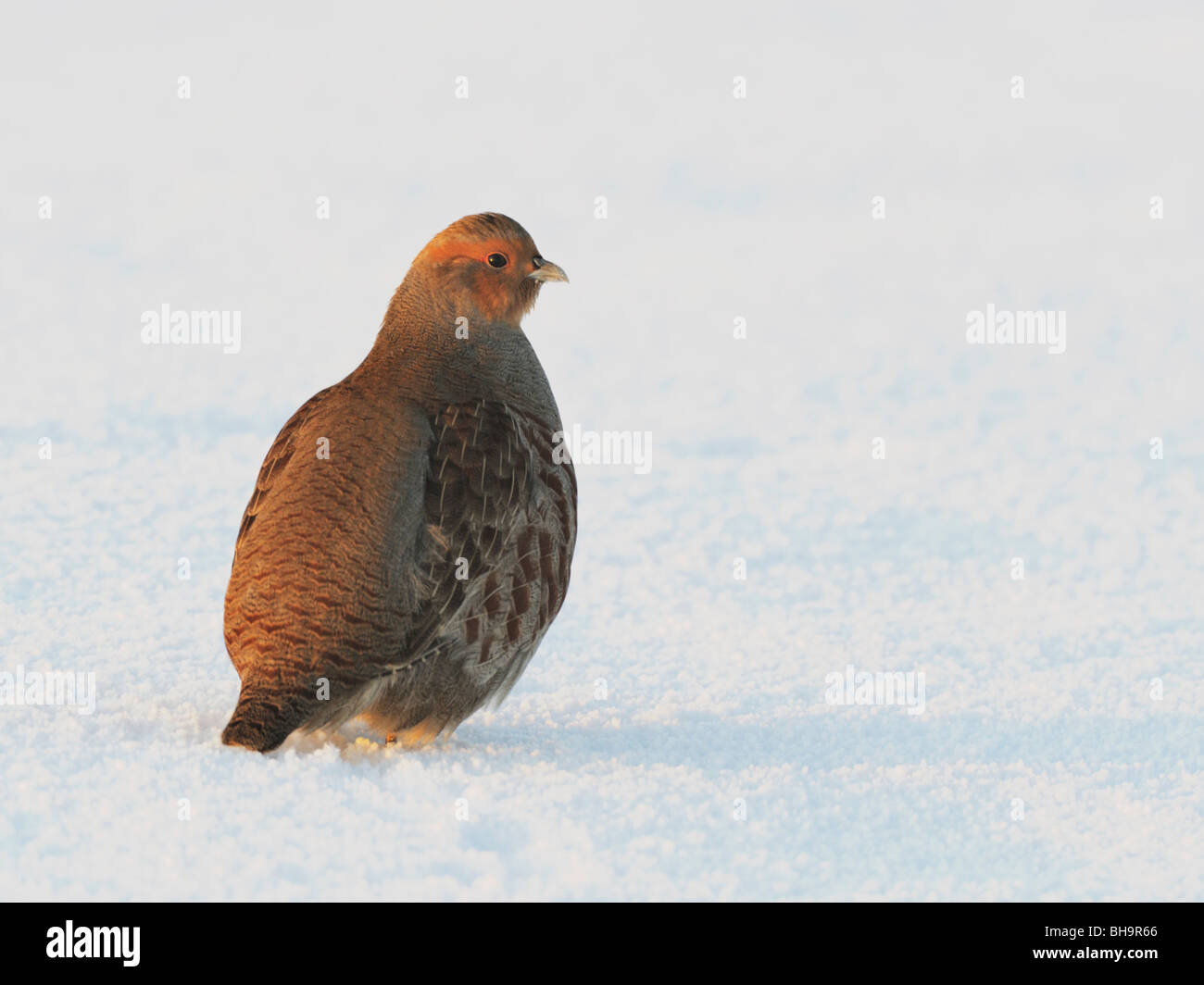 Grey partridges snow hi-res stock photography and images - Alamy