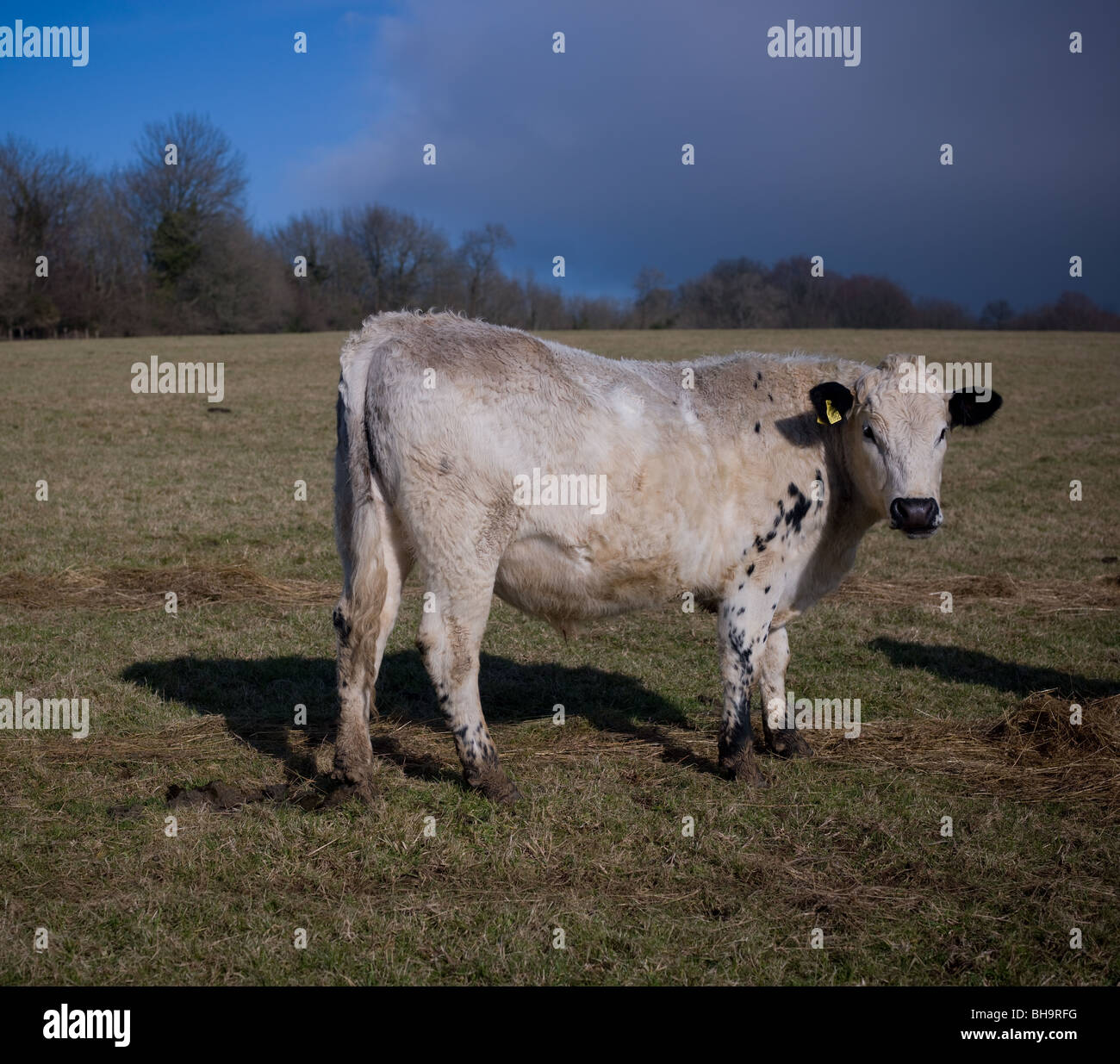 British white cow hi-res stock photography and images - Alamy