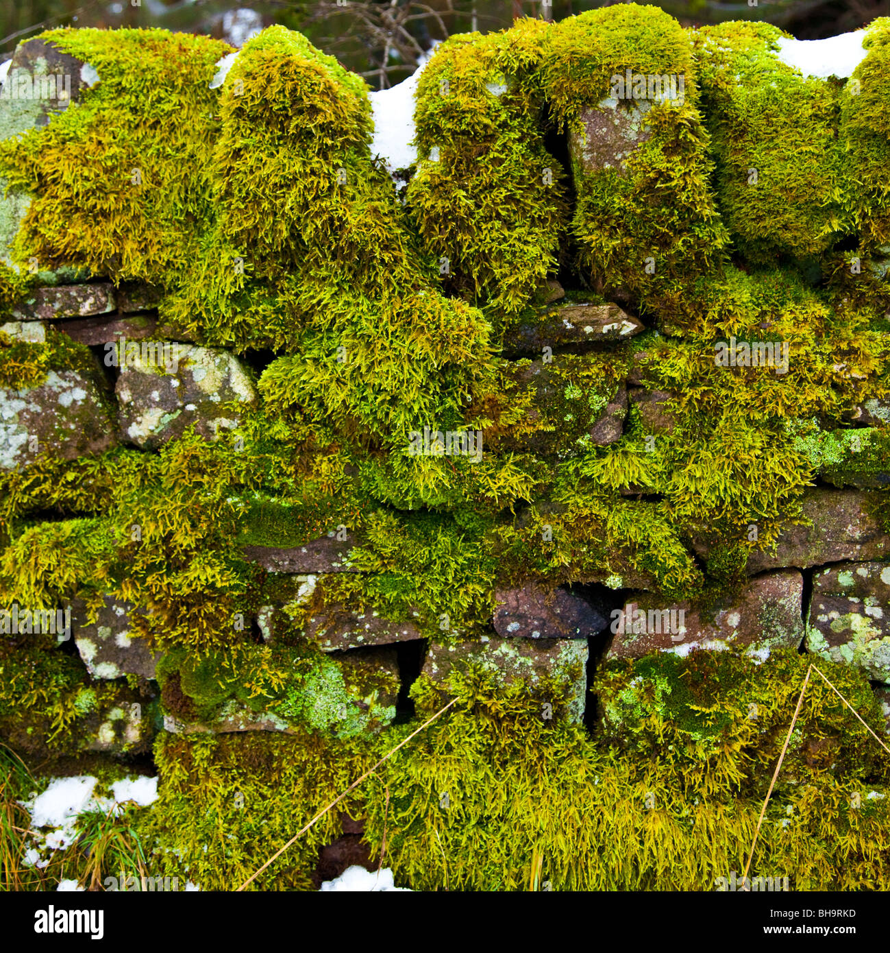 Mosses uk hi-res stock photography and images - Alamy