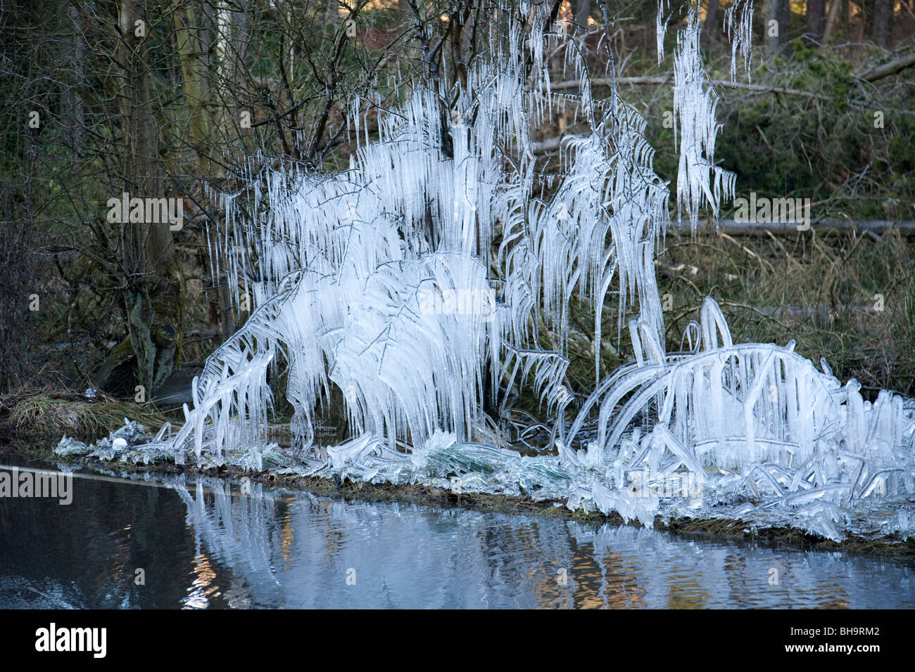 A roadside tree covered with ice at the side of the A57 Snake Pass ...