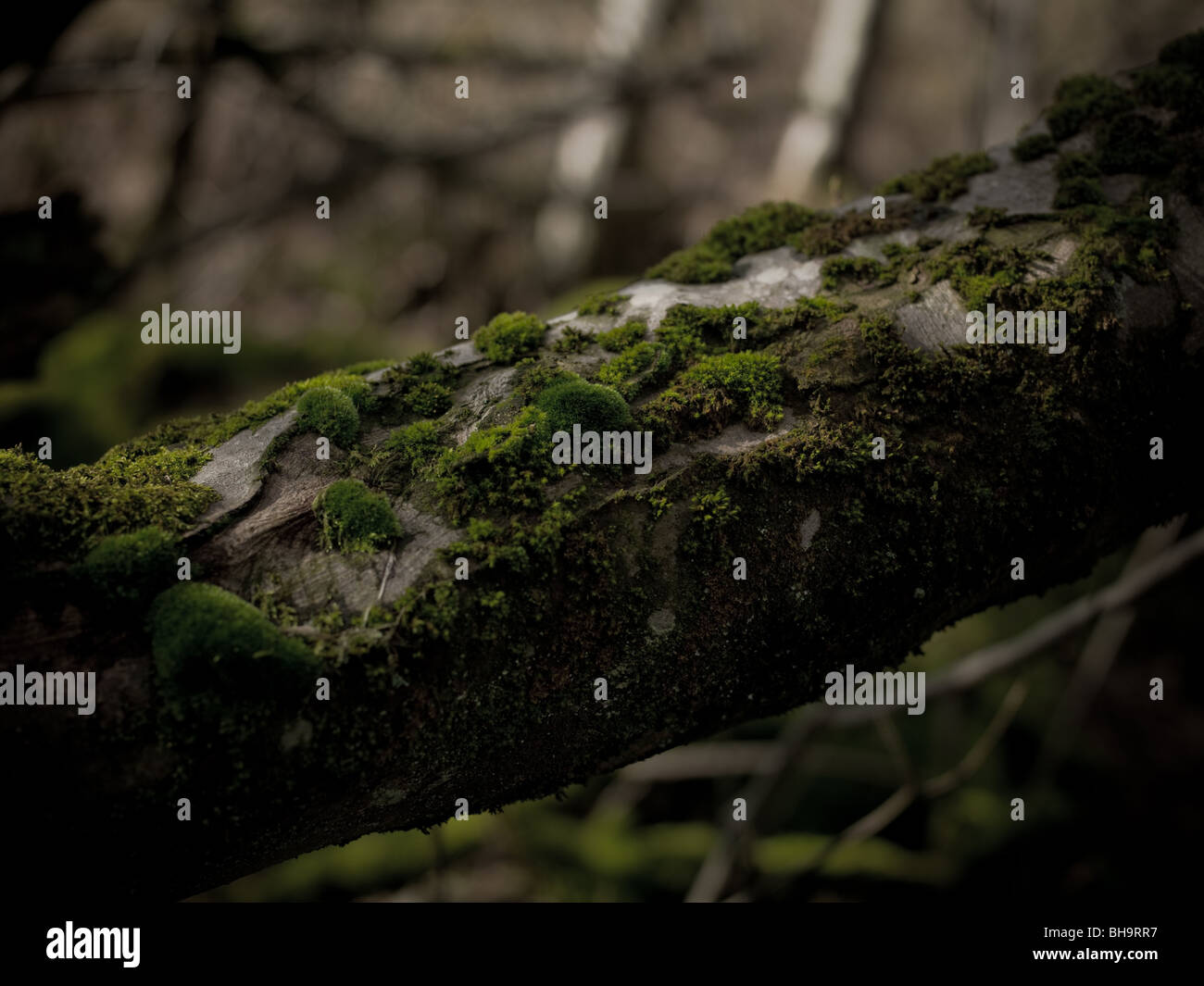 moss & lichen on a fallen tree trunk in a forest Stock Photo - Alamy