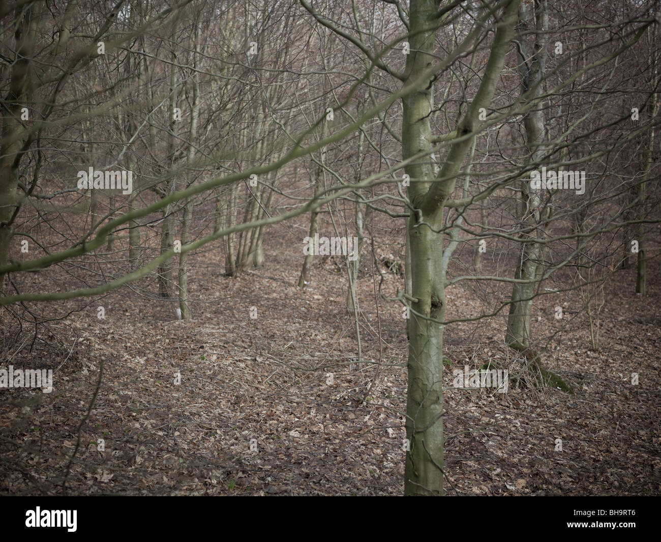 fallen leaves on forest floor with trees on a winter day Stock Photo ...