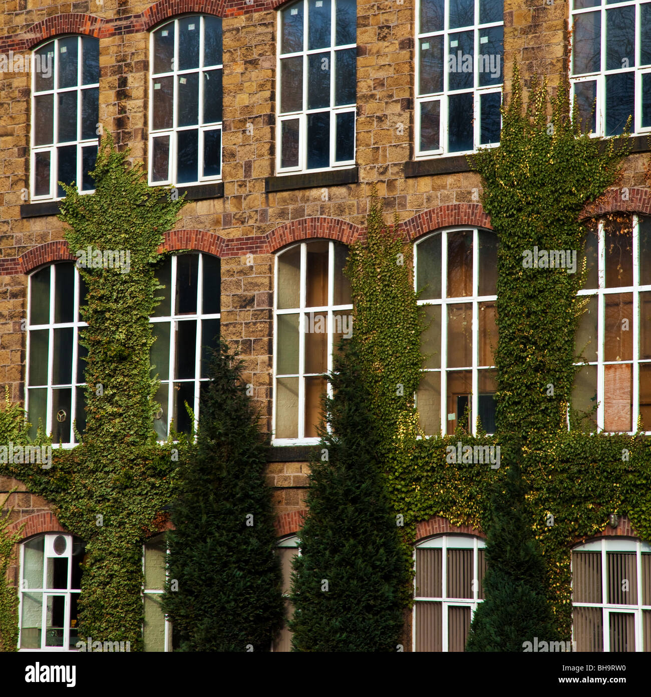 Windows & Ivy Stock Photo - Alamy