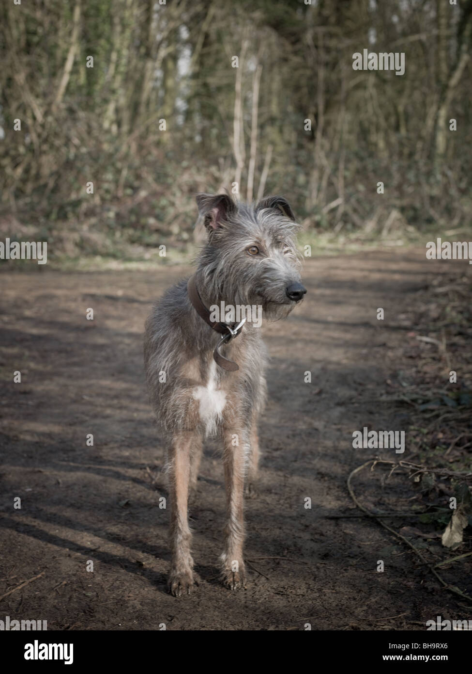 Lurcher hunting hi-res stock photography and images - Alamy