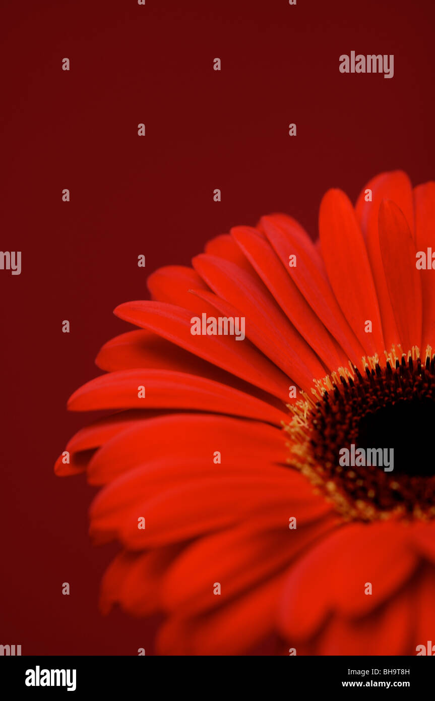 Gerbera daisy on red background Stock Photo - Alamy