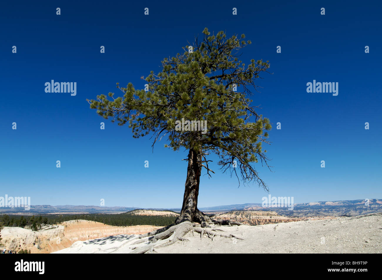 Single tree with sky as backdrop. Bryce Canyon Utah Stock Photo - Alamy