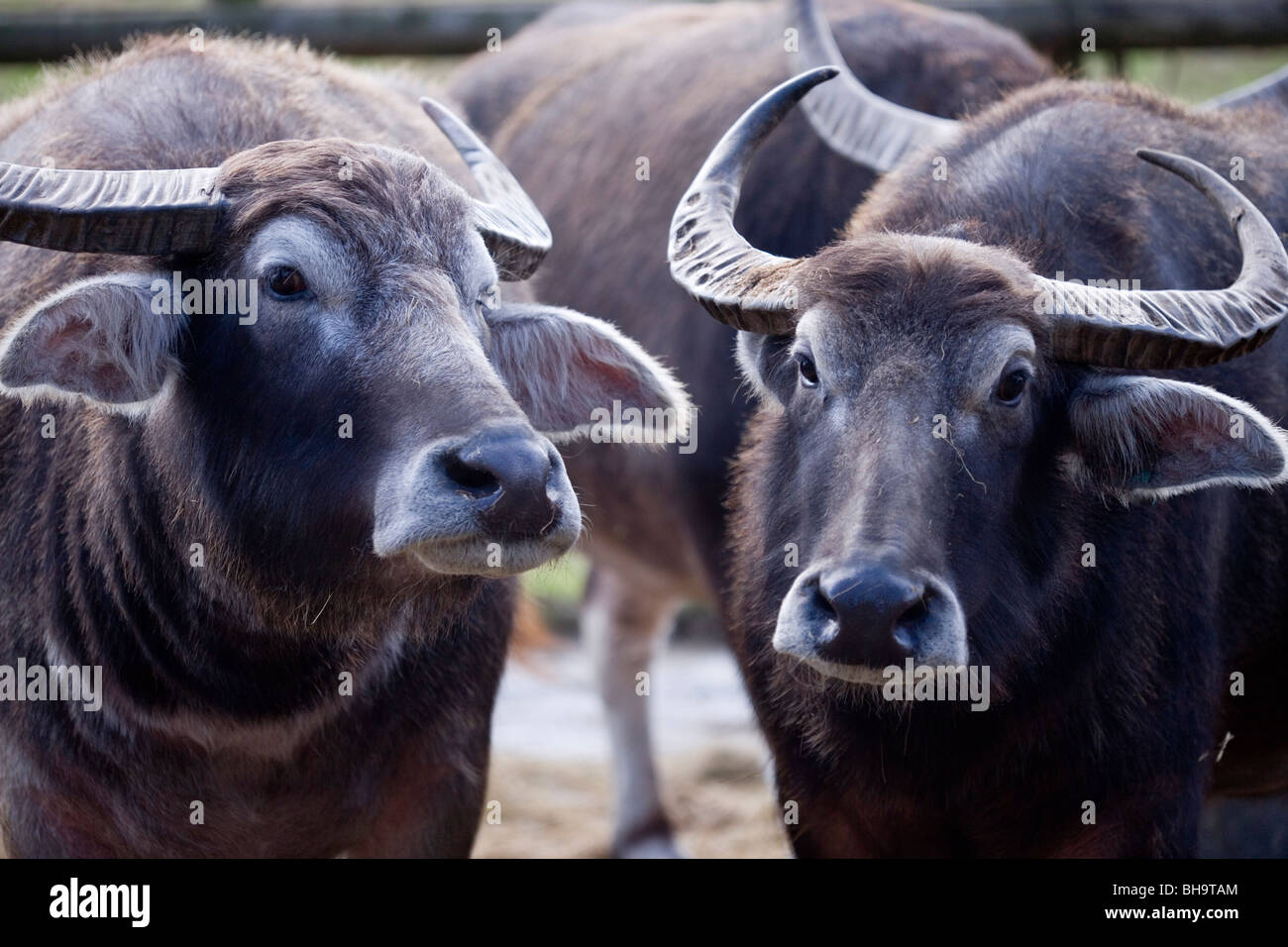 Water Buffalo (Bubalis bubalis). Wild ancestral form Stock Photo - Alamy