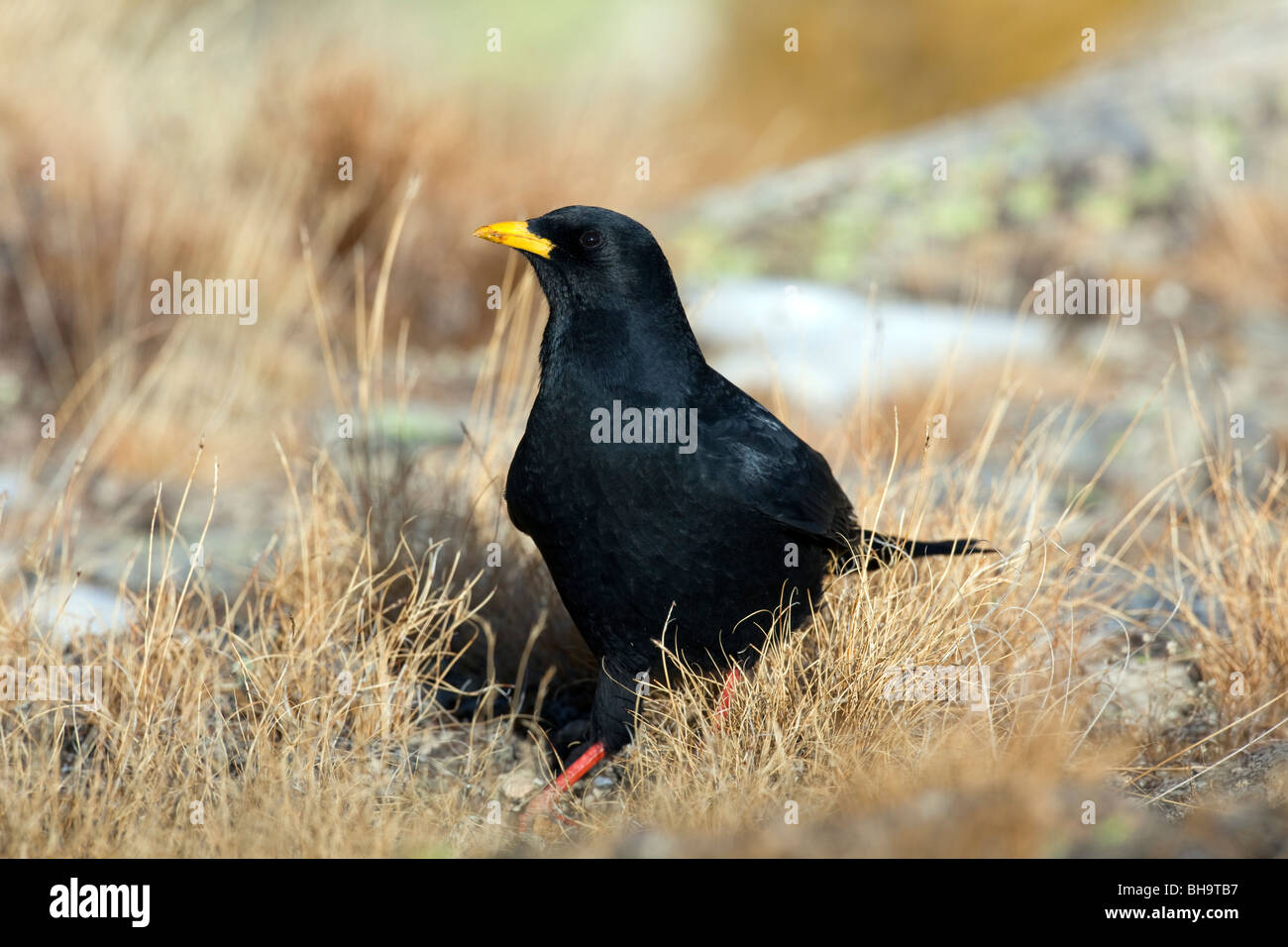 Alpine chough / Yellow-billed chough (Pyrrhocorax graculus) foraging on ...