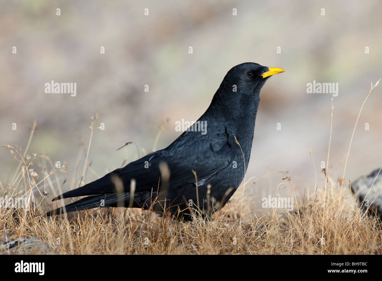 Chough foraging hi-res stock photography and images - Alamy