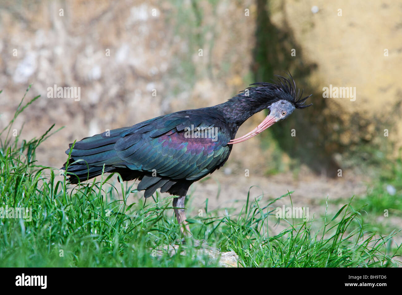Waldrapp ibis hi-res stock photography and images - Alamy